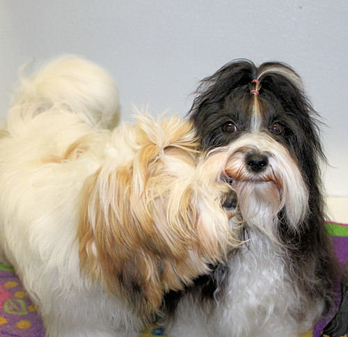 Šunų ruja - Plutas.lt