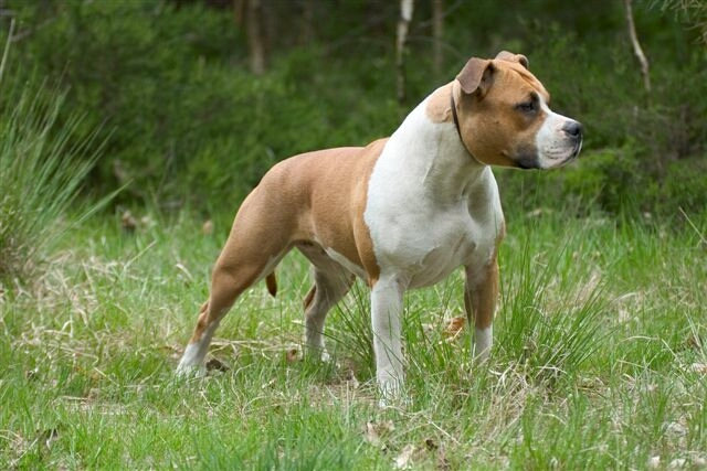 Amerikiečių Stafordšyro terjeras - Šunų veislės - Plutas.lt