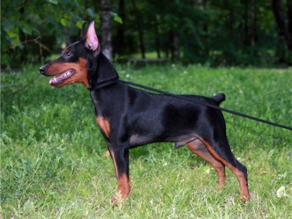 Nykštukinis pinčeris - Šunų veislės - Plutas.lt