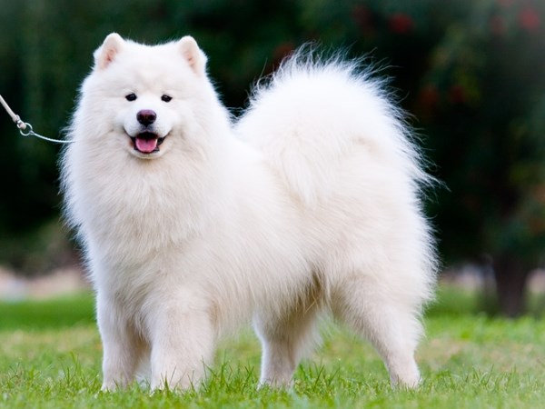 Samojedas - Šunų veislės - Plutas.lt