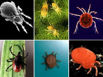 Kova su parazitais - Plutas.lt