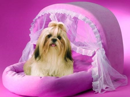 Guoliai šunims - Plutas.lt