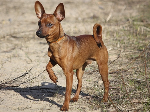 Rusų toiterjeras - Šunų veislės - Plutas.lt