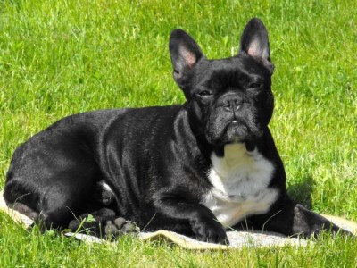 Prancūzų buldogas - Šunų veislės - Plutas.lt