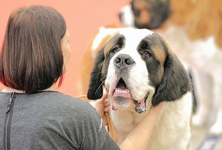 Taisyklinga šunų dantų ir nagų priežiūra - Plutas.lt